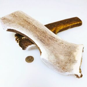 mountain dog chews - mammoth split elk antler - elk antler dog chew - grade a premium - organic - made in usa - no mess