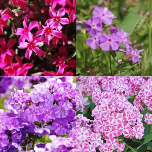 tall phlox mix value bag-6 roots/plant starts