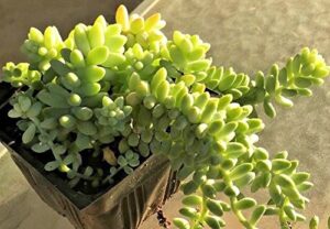 sedum burrito – burro’s tail, baby donkey tail, comes in a 4" pot