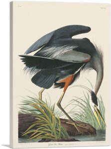 artcanvas great blue heron canvas art print stretched framed painting picture poster giclee wall decor by john james audubon - 40" x 26" (0.75" deep)