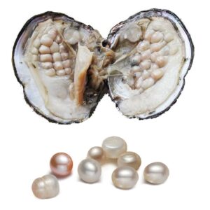 oyster with pearl inside, freshwater cultured oval pearl beads (5-7mm about 18pcs pearls) gifts