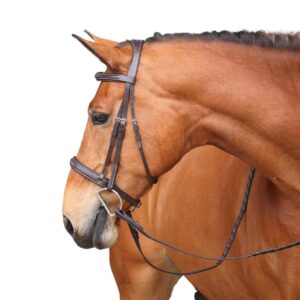 shires avignon wellington bridle (horse)