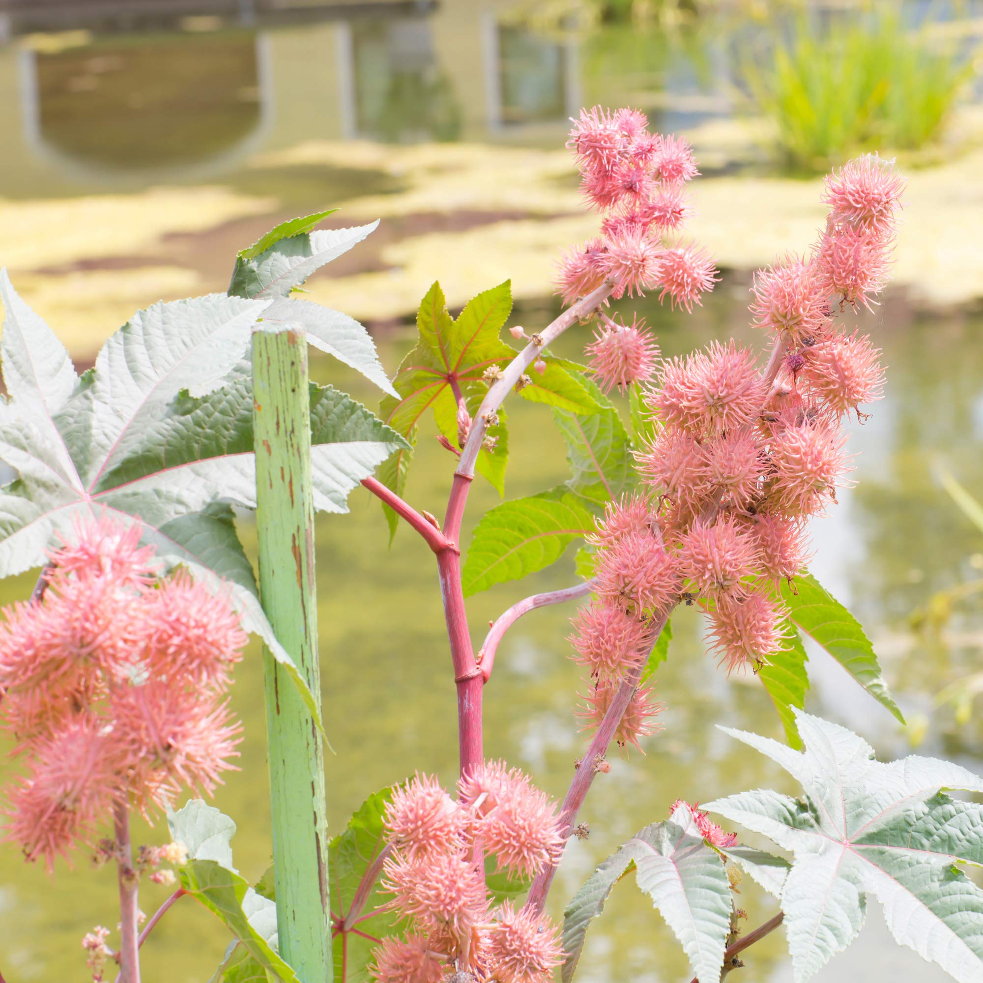 Outsidepride 15 Seeds Annual Ricinus Communis Castor Bean Bright Pink Flower Seeds for Planting