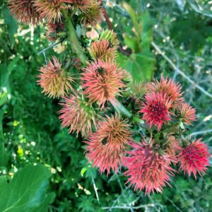 Outsidepride 15 Seeds Annual Ricinus Communis Castor Bean Bright Pink Flower Seeds for Planting