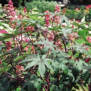 Outsidepride 15 Seeds Annual Ricinus Communis Castor Bean Bright Pink Flower Seeds for Planting