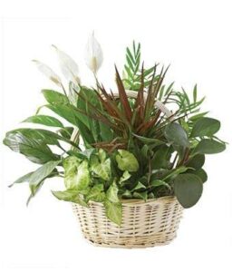 sympathy condolences - same day sympathy flowers delivery - sympathy flower - sympathy gifts - send online sympathy plants & flowers