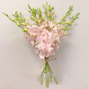 athena’s garden fresh cut pink orchids 10 stems peachy dendrobium orchid flowers