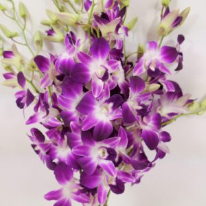 Athena’s Garden Fresh Cut Orchids Purple 10 Stems Sonia Dendrobium Orchids Flowers with Vase and Rocks