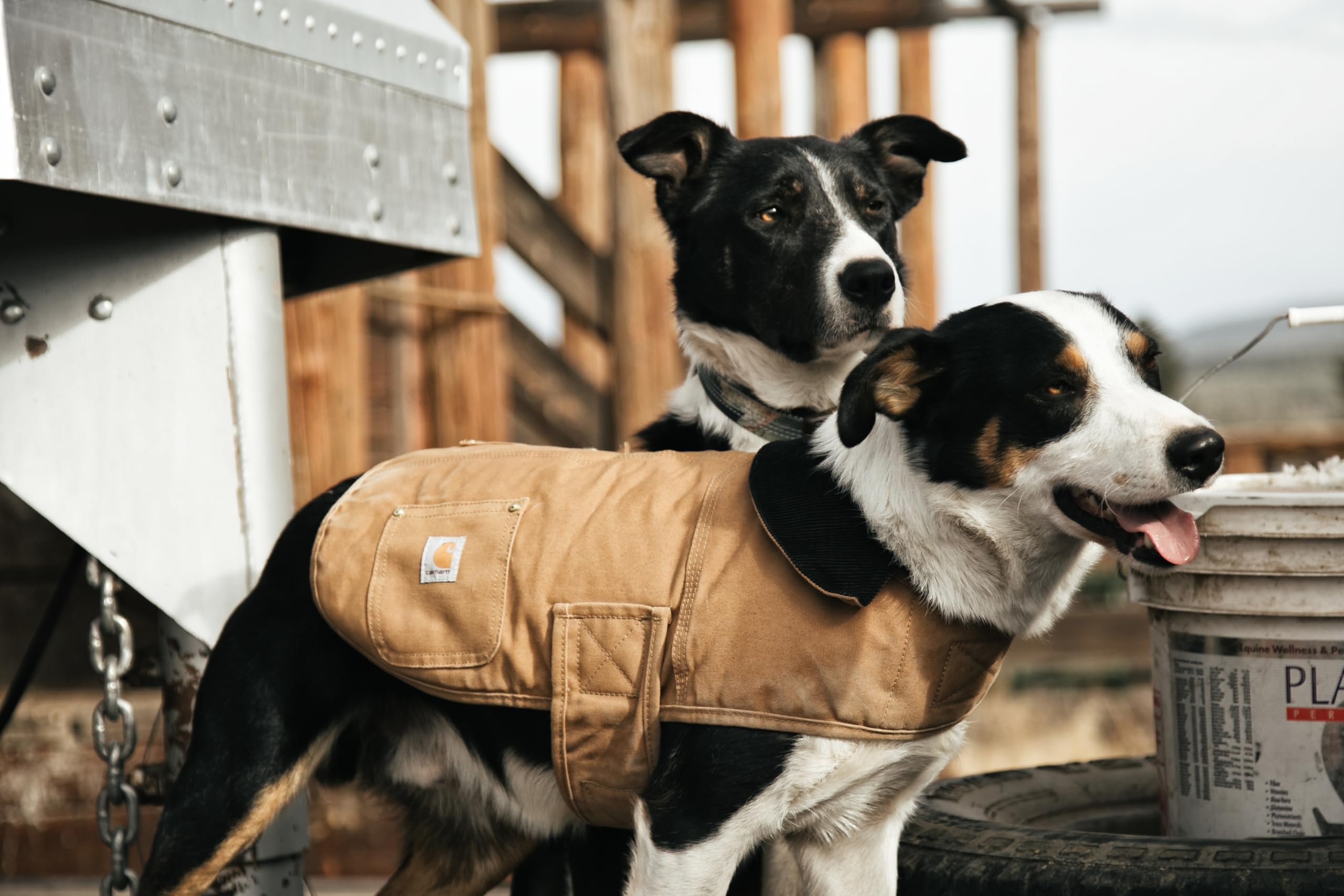 Carhartt Firm Duck Insulated Dog Chore Coat Brown/Brass, Small