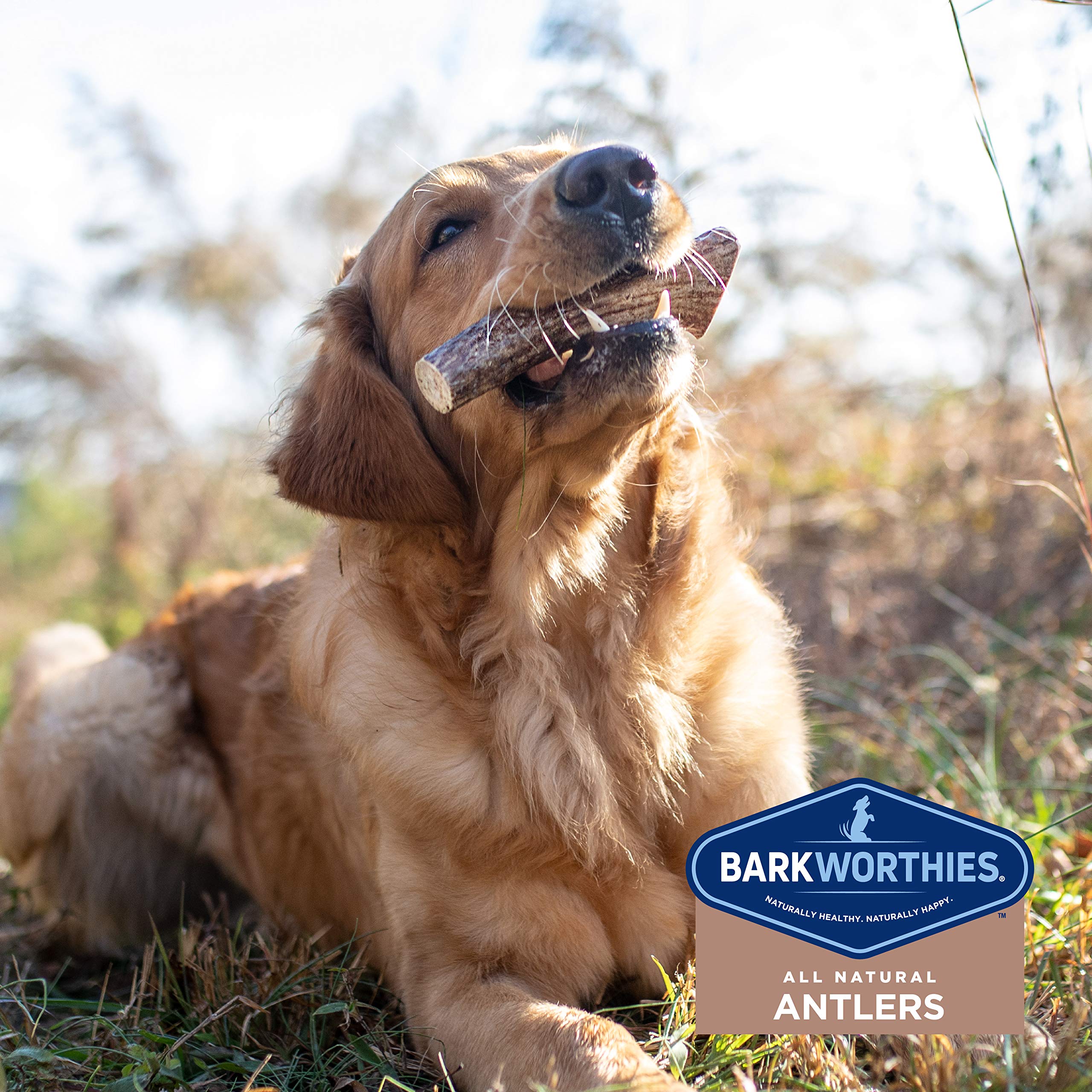 Barkworthies Hand Selected Naturally Shed Small Split Elk Antler (Single Antler) - Long Lasting, Odor Free Dog Chew for Puppies & Small Dogs - No Chemical Treatments, No Added Preservatives