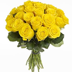 fresh cut 24 yellow roses - fresh from the farm yellow rose bouquet – hand-selected long-lasting gift and home decor perfect fresh flowers |20" long stems no vase-2 dozen | flowers gift