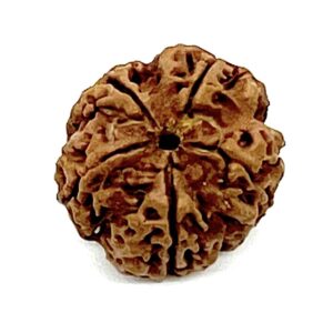 Certified 5 Mukhi (Five Faces) Rudraksha Bead - Sagittarius Sun Sign - Throat Chakra