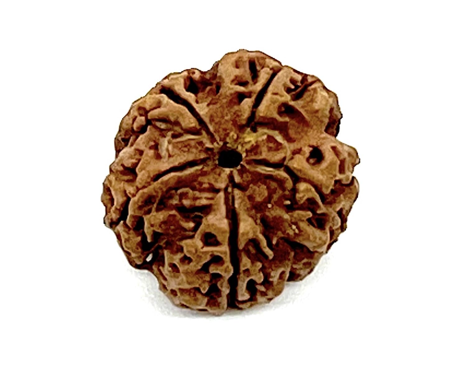 Certified 5 Mukhi (Five Faces) Rudraksha Bead - Sagittarius Sun Sign - Throat Chakra