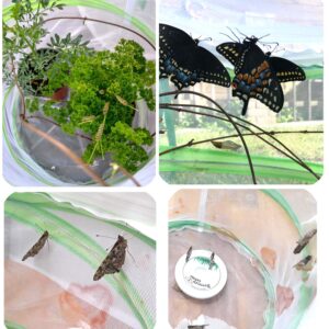 Trasfit Pop-up Insect and Butterfly Habitat Cage Terrarium – 12 x 14 Inches Tall