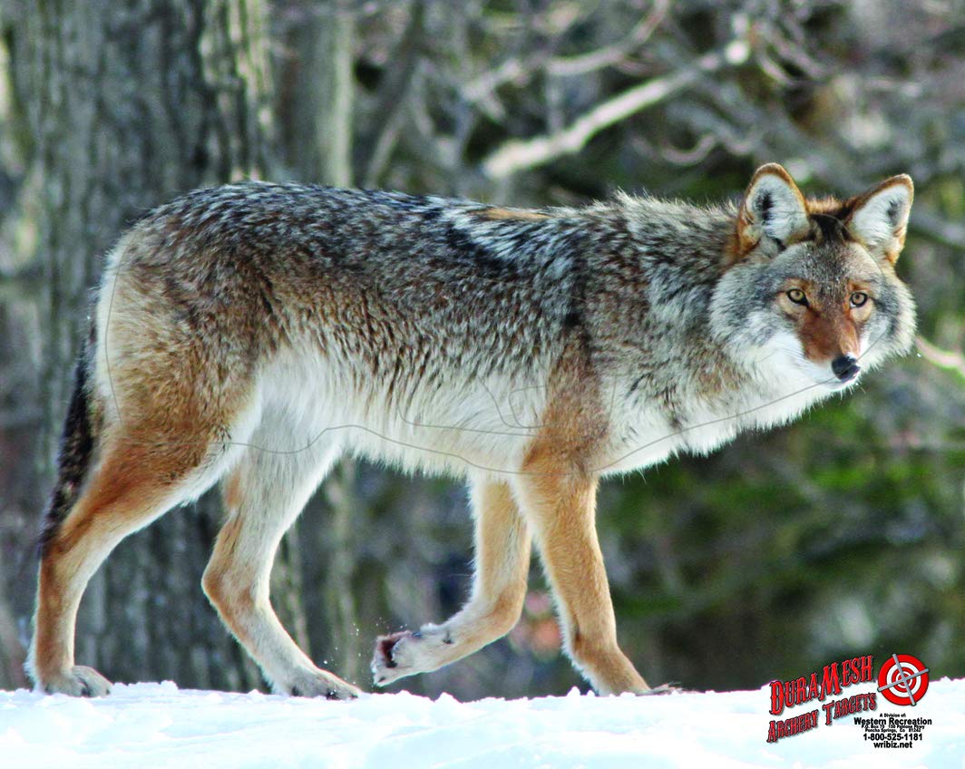 Duramesh Archery Targets Coyote, DM209