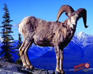 duramesh archery targets bighorn sheep, dm204 / dm404 (48"x40")