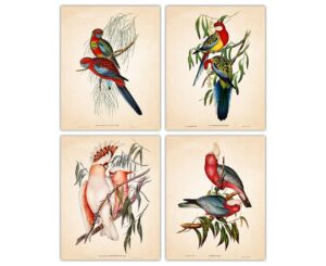 vintage australian birds: unique bird wall art poster print for home, farmhouse, office, dorm, living room & bedroom decor - housewarming gift for bird prints lovers| set of 4 unframed posters 8x10