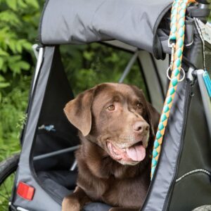 TRIXIE 2-in-1 Dog Bike Trailer and Pet Stroller for Medium Dogs up to 66 lbs, Quick Set-up and Fold Down, Gray