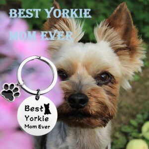 MAOFAED yorkie mom (yorkie mom)