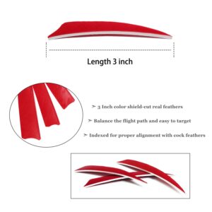 M.SJUMPPER ARCHERY Arrows 3 Inch Real Feathers Fletching with Shield Cut for DIY Hunting Shooting Shafts (36 Pack) (Red)