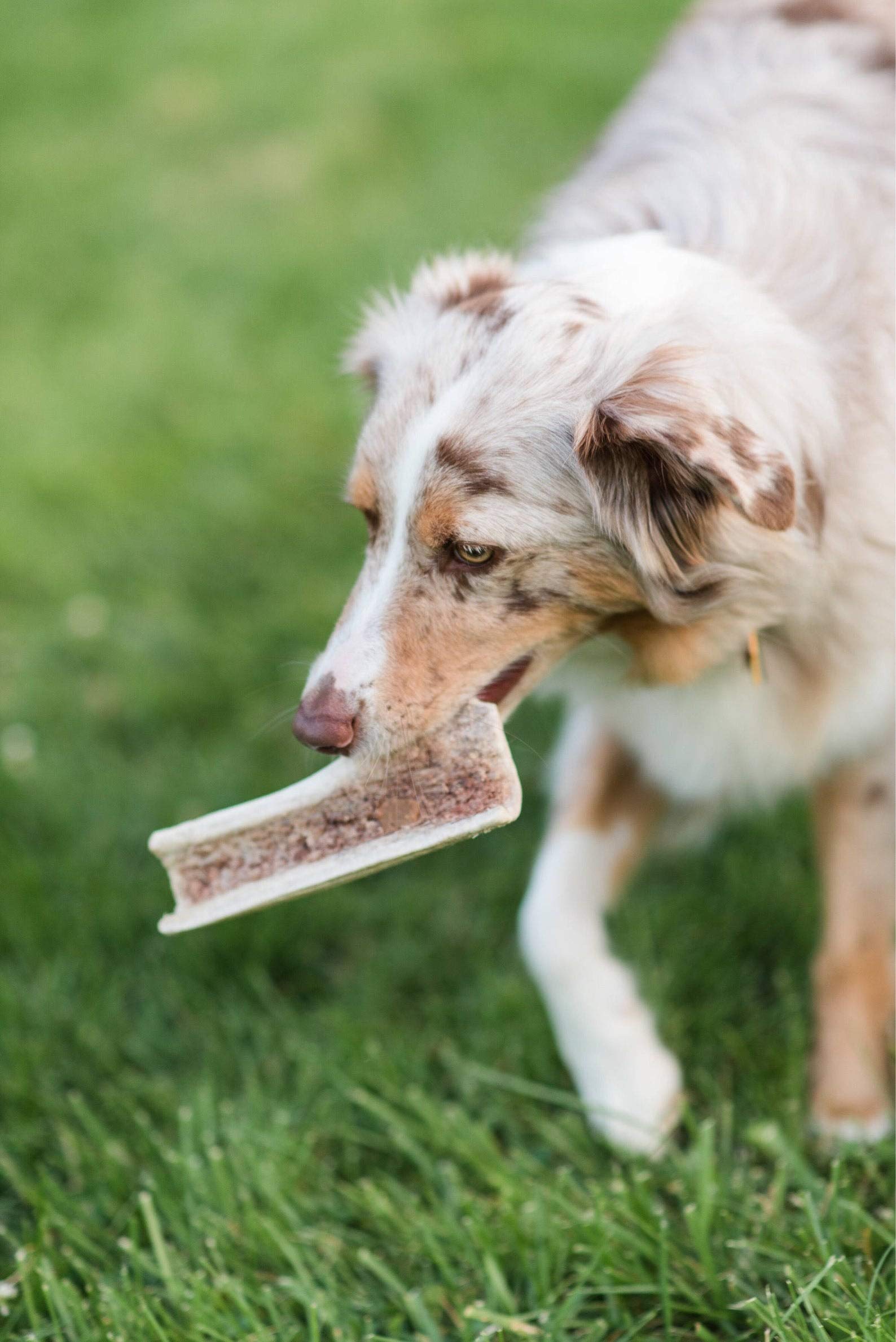 Small Premium Split Elk Antlers for Dogs - 4''-5'' Inch Long Dog Chews (3 Pack) Naturally Shed Antler Bone for Small Breed Aggressive Chewers - Made In USA - Promotes Dental Hygiene (3 Pack)