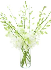 fresh cut flowers - dendrobium orchids white with vase- support small business