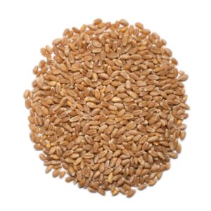 1000 SPRINGS MILL - Organic Hard Red Spring Wheat Berries - Used for Organic Flours, Cereals, Salads, and Whole Wheat Breads - Organic Sprouting Seeds - Bulk Dried Grain - Resealable Bag - 16oz (Pack of 1)