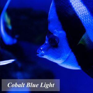 AmeriLuck Cobalt Blue Colored LED Filament A19 Light Bulbs, 40W Equivalent (4W), E26 Medium Base (Blue, 2 Pack)