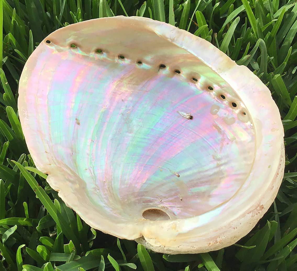 316L Stainless Steel Natural White Abalone Paua Shell Inlay With Stripe Hawaiian Curved Top Bangle Bracelet (Width: 6mm, 8mm, 10mm, 12mm) (Size: 7.5", 8", 8.5") (8.5, 12mm)