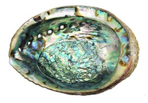 govinda hand selected abalone shell (6 inches)