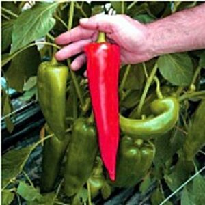 atris sweet peppers seeds (((50 seed packet))) (more heirloom, non gmo, vegetable, fruit, herb, flower garden seeds at seed king express)