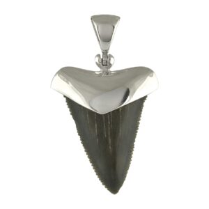 fossil shark tooth sterling silver cap-set pendant - medium