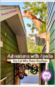 adventures with apollo: the cat who rules rooftops