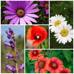 Wildflower Seeds Bulk, 2 Oz. 80,000+ Seeds, Drought-Tolerant Wildflower Mix, 20 Varieties of Drought-Tolerant Wildflower Seeds, Drought-Resistant Wildflower Seeds, Dryland Pollinators Flowers Seeds