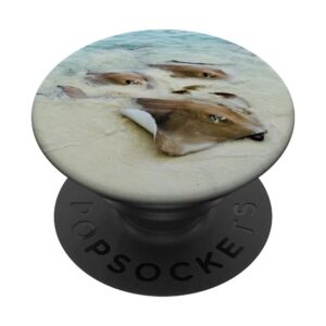 stingray fish popsockets standard popgrip