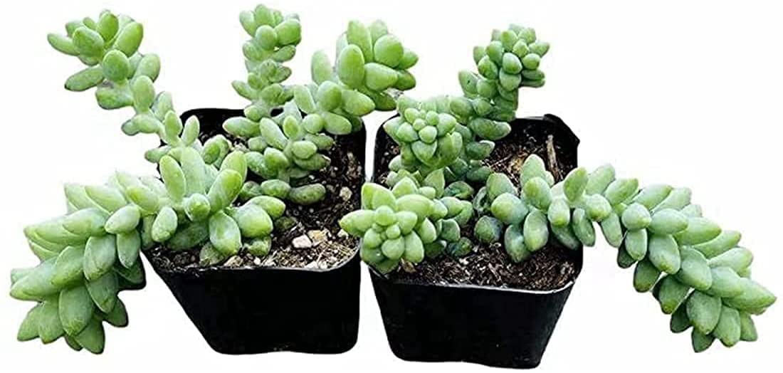 FOlIAGEMS Live Succulent Plants from USKC (Two 2"Pot Set) (Sedum Morganianum Burrito/Donkey Tail)