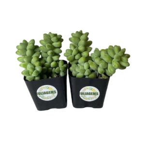 FOlIAGEMS Live Succulent Plants from USKC (Two 2"Pot Set) (Sedum Morganianum Burrito/Donkey Tail)