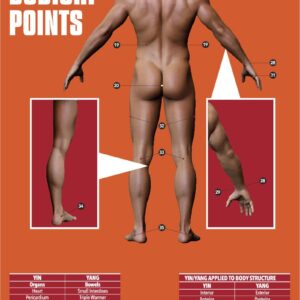 The 36 Bubishi Points, Pressure Points, Vital Points, Martial Arts, 8.5X11 folded or 11x17 unfolded