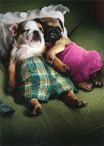 avanti press dog couple resting on pillow cute pug and bulldog romantic valentine's day card