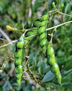 my favorite deals 50 organic gandules, pigeon peas (cajanus cajan) seeds