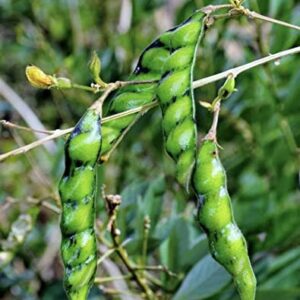 My Favorite Deals 50 Organic Gandules, Pigeon Peas (Cajanus cajan) Seeds