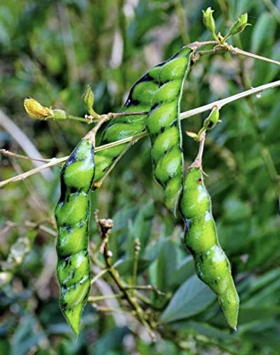 My Favorite Deals 50 Organic Gandules, Pigeon Peas (Cajanus cajan) Seeds