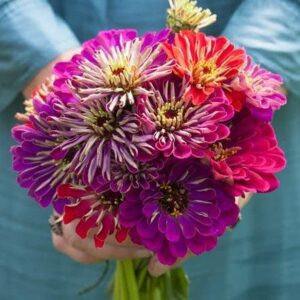 eden brothers zinnia seeds - meteor shower mix, non-gmo seeds for planting, 1 oz | low-maintenance flower seeds, plant during spring, zones 3, 4, 5, 6, 7, 8, 9, 10