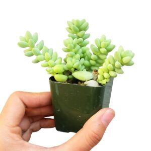 sedum burrito donkey's tail succulent (2 inch) | live healthy unique hanging succulents for home office decoration