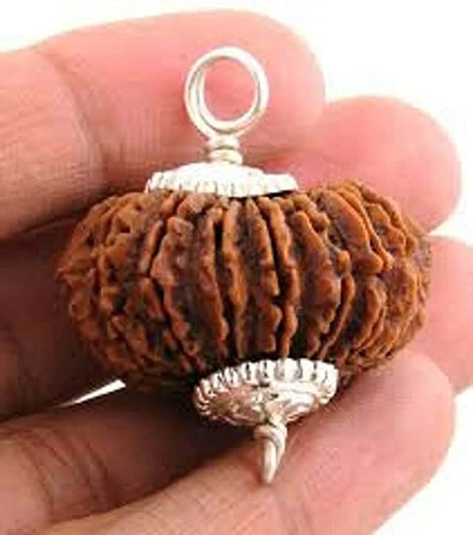 Astrodivine 21 Mukhi Rudraksha Original Certified Pendant Sterling Silver Real Nepal Bead Genuine Rudraksh Fruit 21 मुखी रुद्राक्ष पेंडल