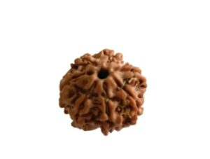 7 mukhi nepali authentic rudraksha bead. seven deep groove face rudraksha without color, wax and chemical treatment. rudraksha bead for yoga, meditation, prayer and stress healing