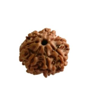 7 Mukhi Nepali Authentic Rudraksha Bead. Seven deep Groove face rudraksha Without Color, Wax and Chemical Treatment. Rudraksha Bead for Yoga, Meditation, Prayer and Stress Healing