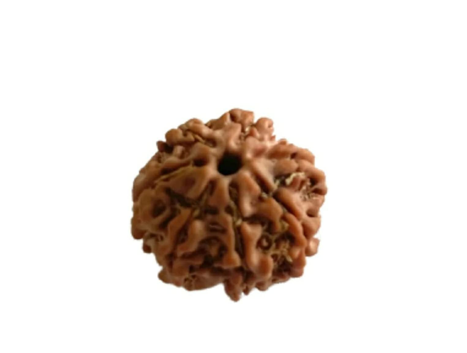 7 Mukhi Nepali Authentic Rudraksha Bead. Seven deep Groove face rudraksha Without Color, Wax and Chemical Treatment. Rudraksha Bead for Yoga, Meditation, Prayer and Stress Healing