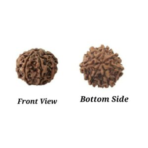 7 Mukhi Nepali Authentic Rudraksha Bead. Seven deep Groove face rudraksha Without Color, Wax and Chemical Treatment. Rudraksha Bead for Yoga, Meditation, Prayer and Stress Healing