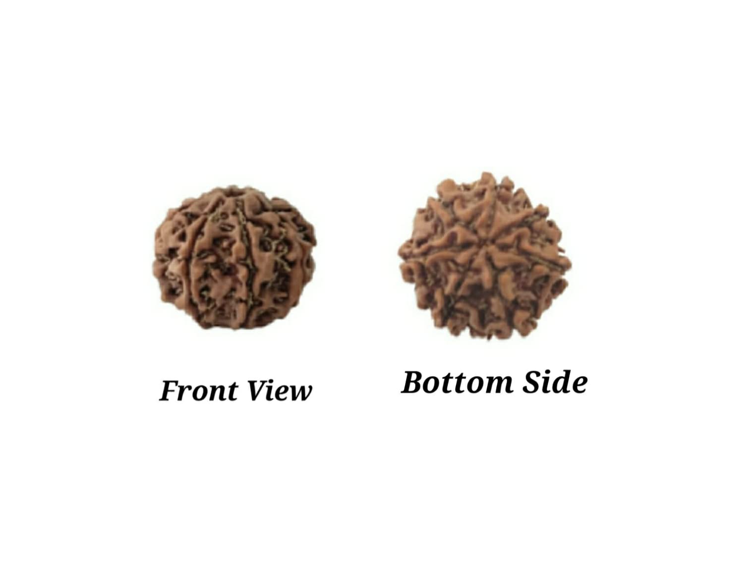 7 Mukhi Nepali Authentic Rudraksha Bead. Seven deep Groove face rudraksha Without Color, Wax and Chemical Treatment. Rudraksha Bead for Yoga, Meditation, Prayer and Stress Healing